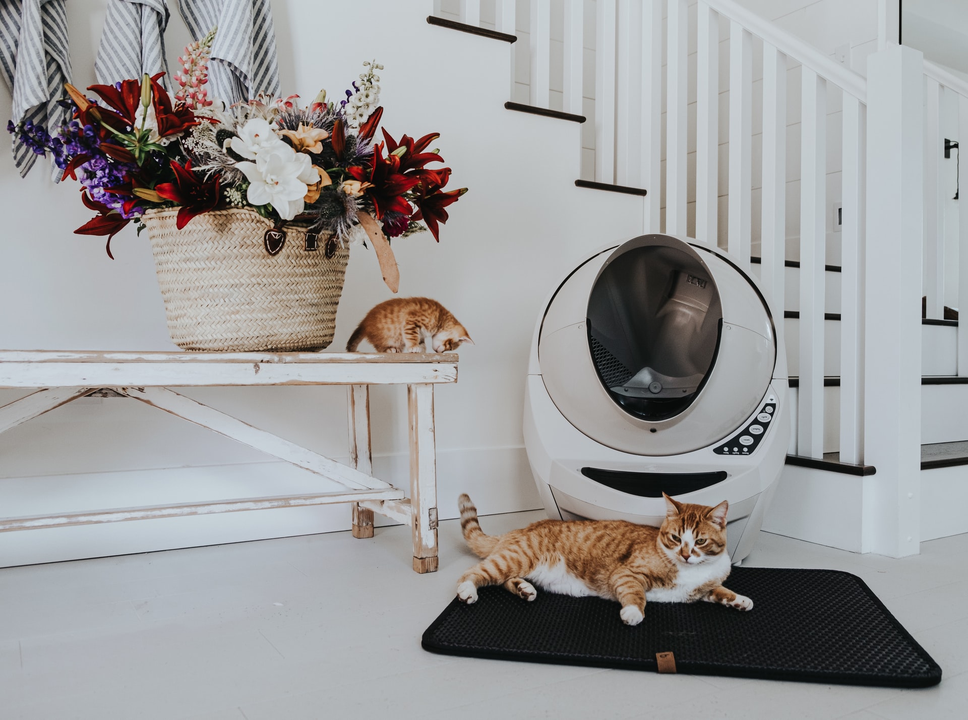 Are Automatic Litter Boxes Safe Around Kids? - Richannel