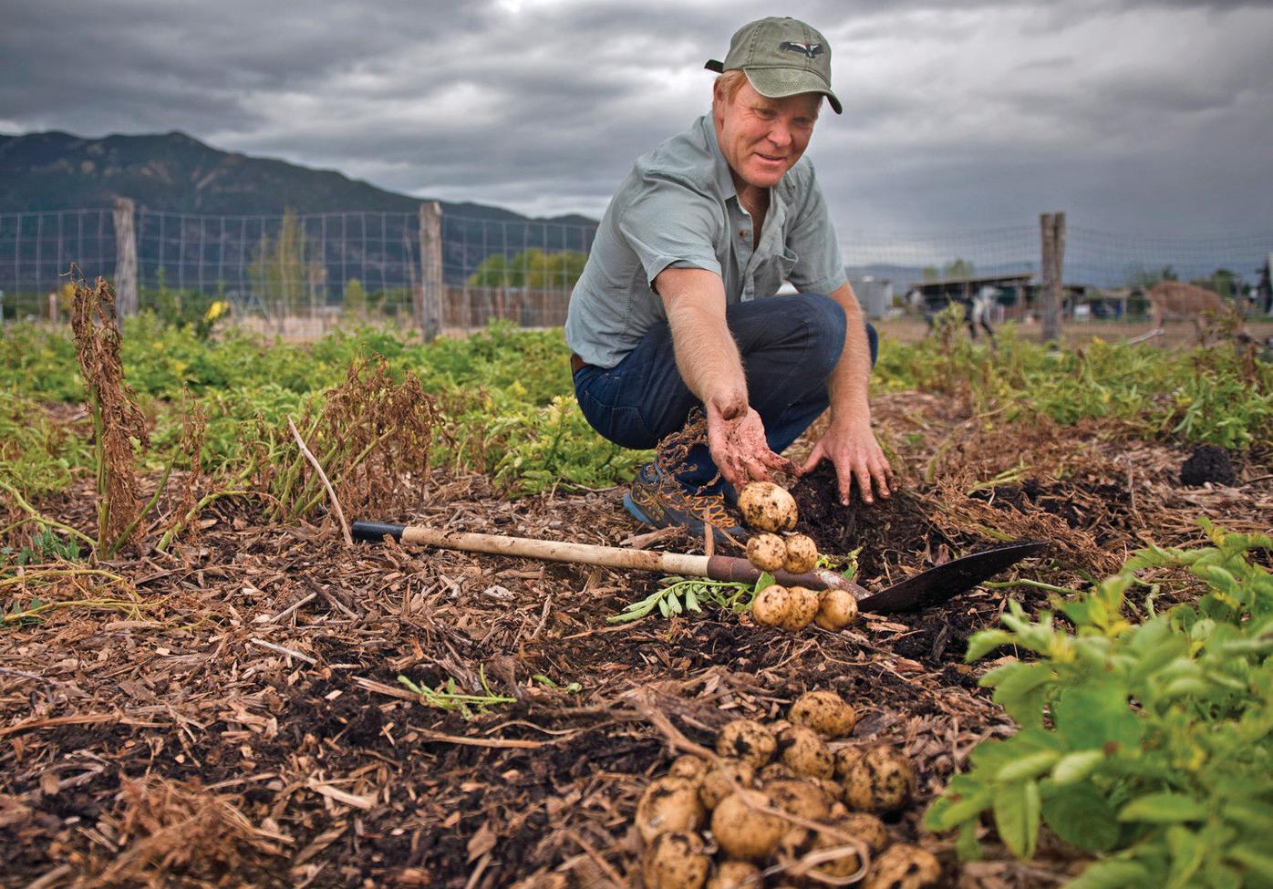 5 Reasons To Buy a Potato Digger For Your Small Farm - Richannel