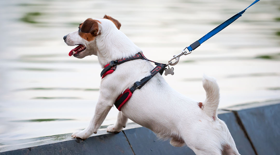 Choosing The Right Dog Harness A Comprehensive Guide To Different