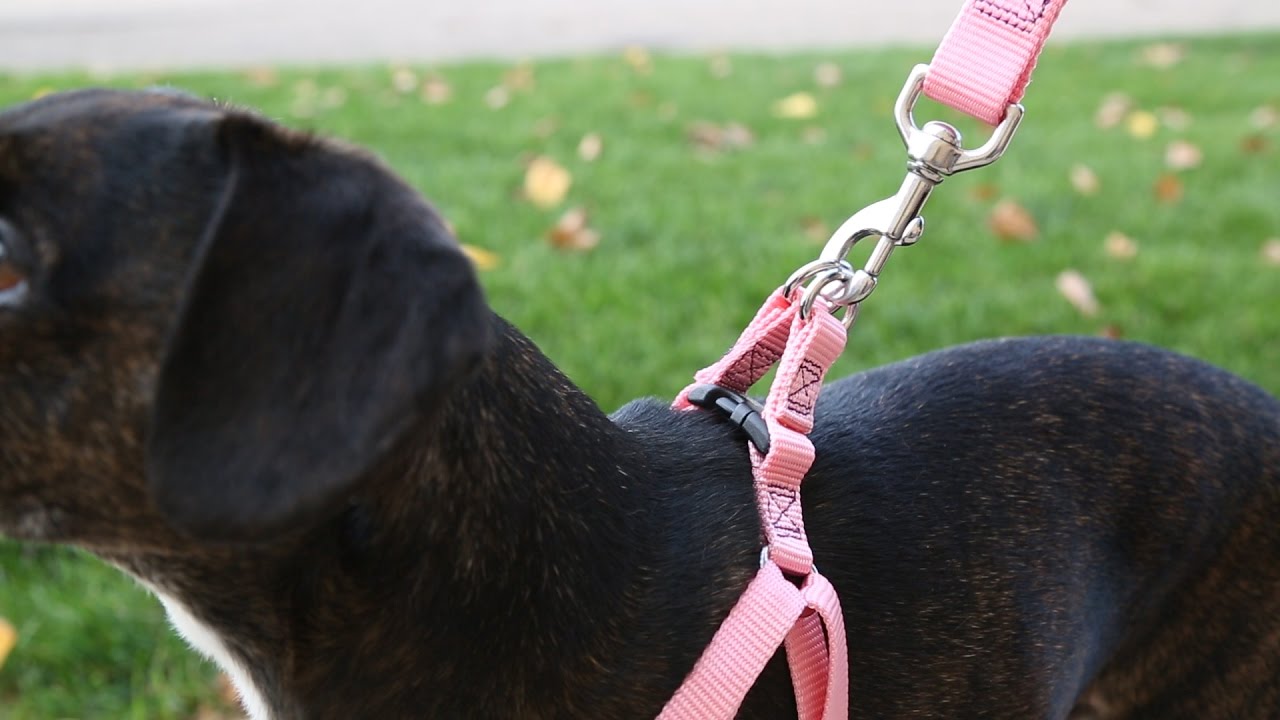Choosing The Right Dog Harness A Comprehensive Guide To Different