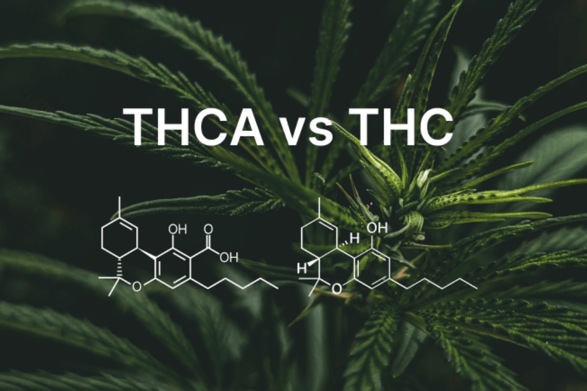 What Is THCA Demystifying The Potent Cannabis Compound Richannel What Is THCA Demystifying The Potent Cannabis Compound Richannel