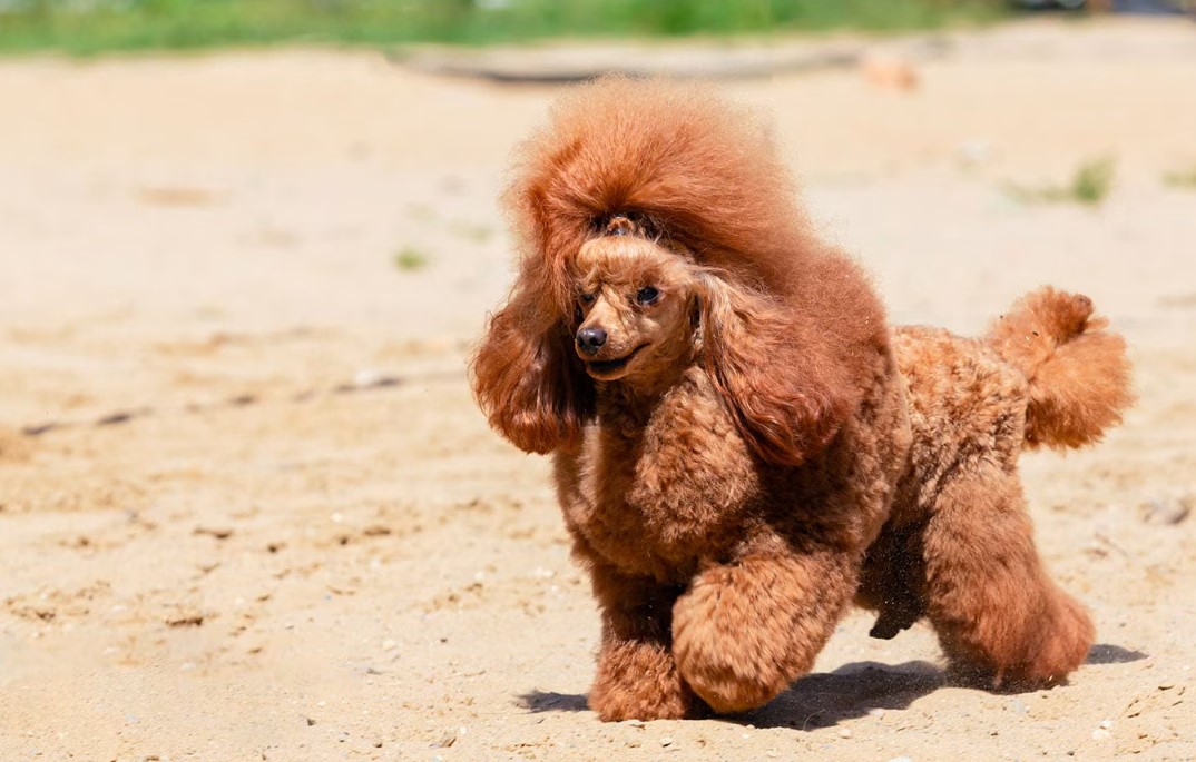 Poodle Health Issues ─ Common Problems and How to Prevent Them - Richannel